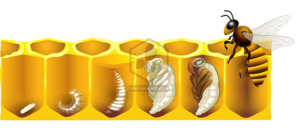 Včelí dělnice -nejpočetnější samičky v úlu