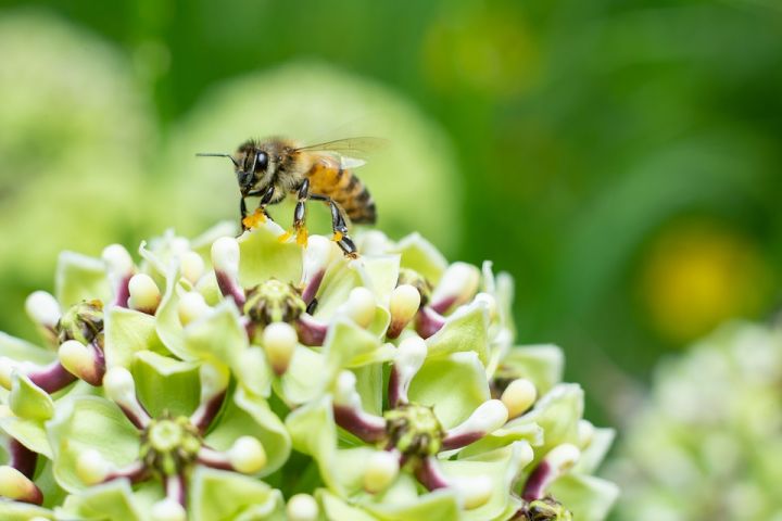 Jak přijímá včelstvo včelí matku
